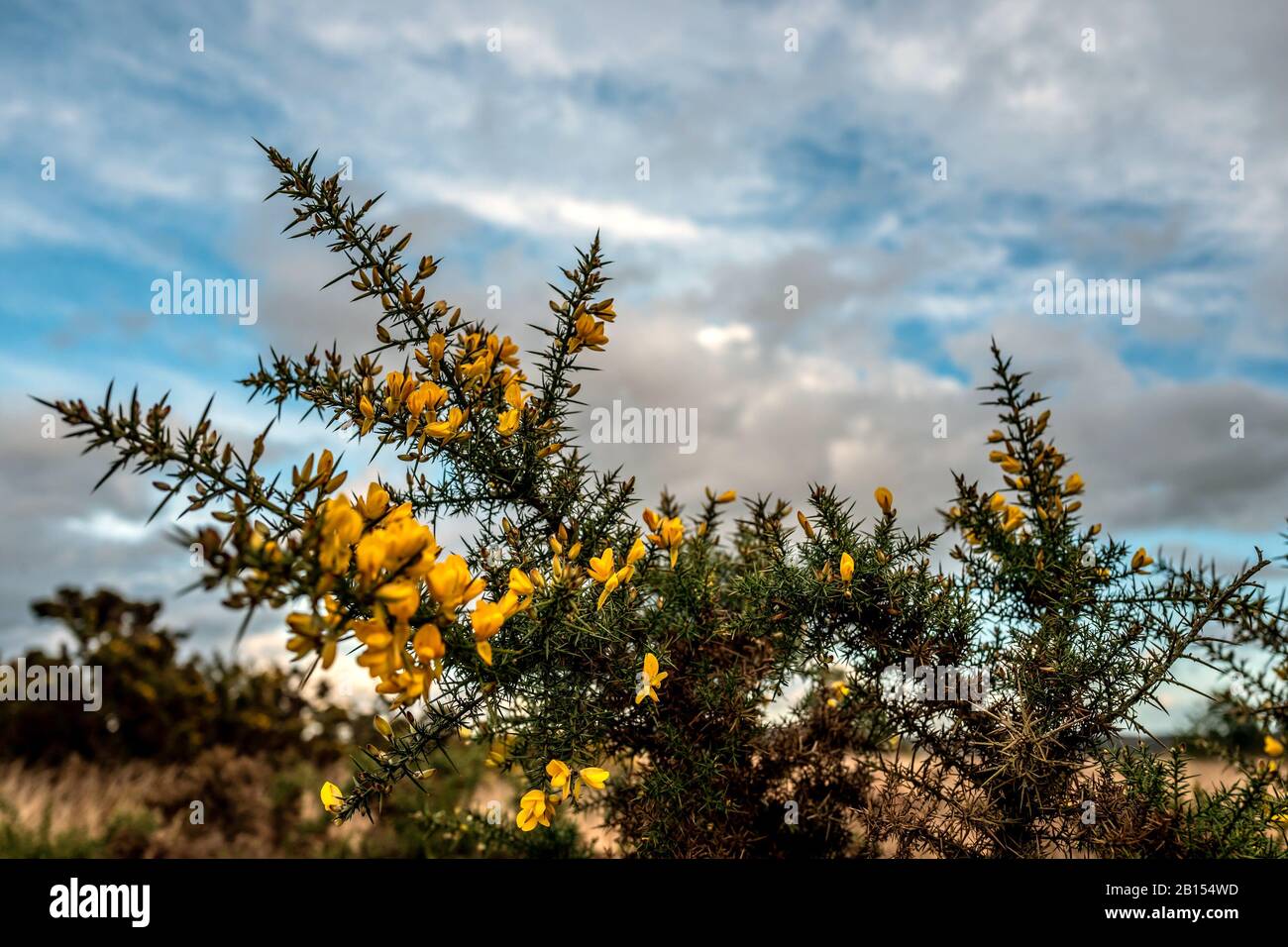 Gorse bushes at Ashdown Forest UK Stock Photo - Alamy