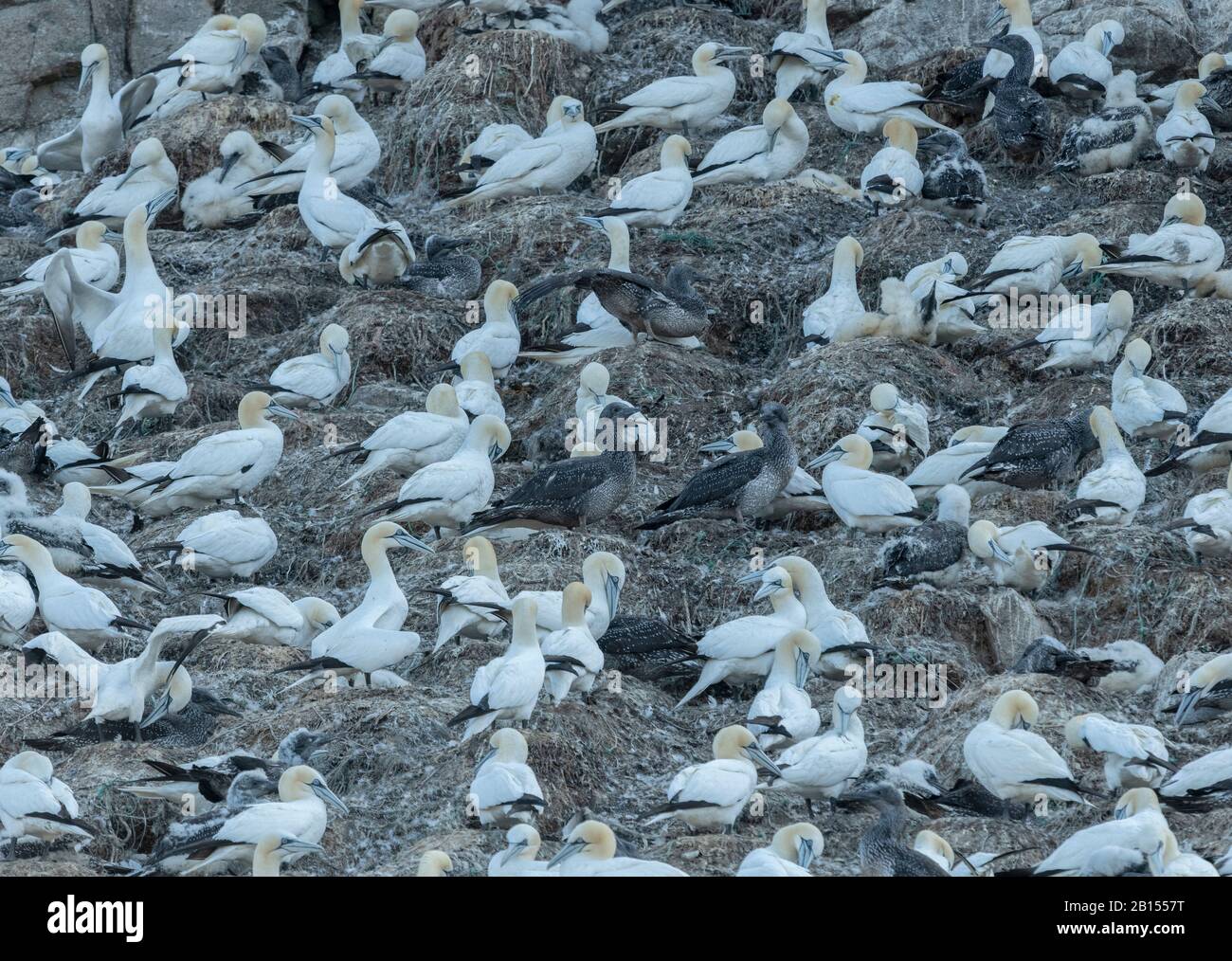 Birding birds ornithology hi-res stock photography and images - Alamy