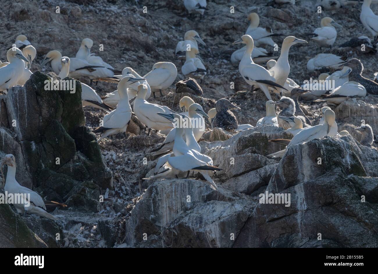 Colony of bird hi-res stock photography and images - Alamy