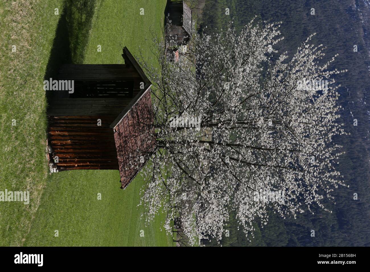 Barn with a beautiful flowering tree Stock Photo - Alamy