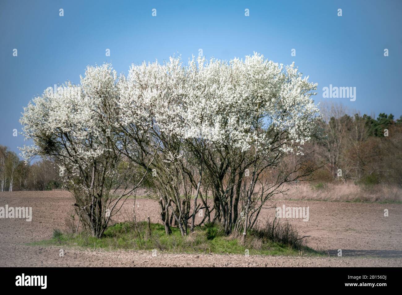 White blooming trees in spring standing single on an island midst a ...
