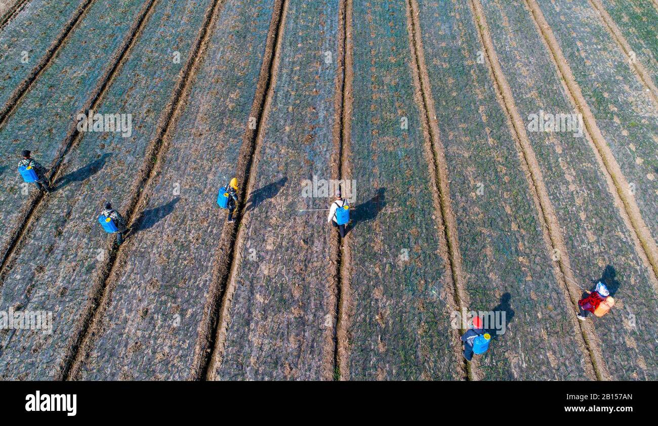Farmer Ploughing Field In China High Resolution Stock Photography and ...