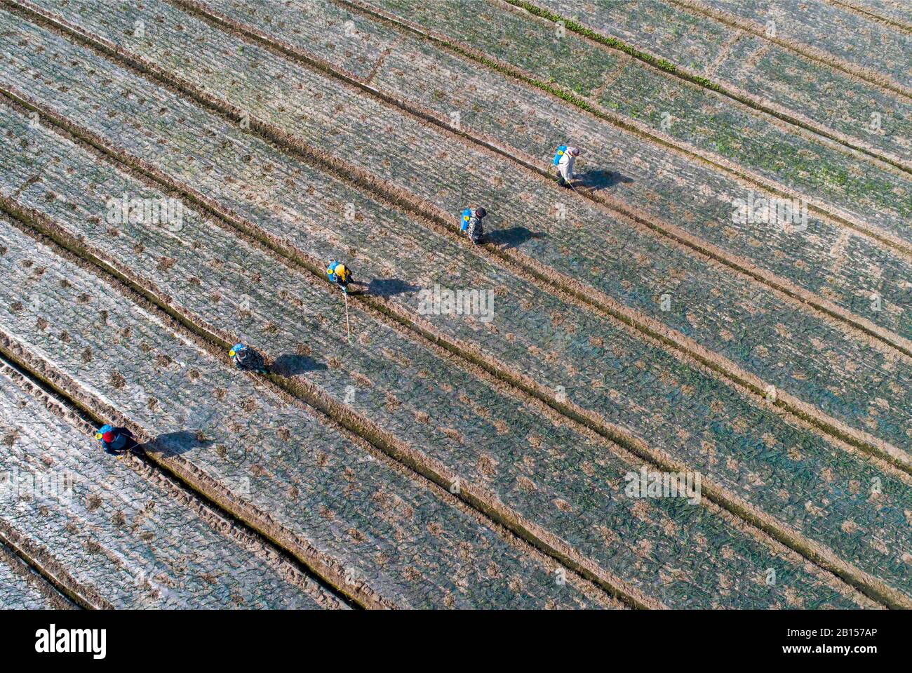 Chinese farmers spray nutritive medium in the onion field during the ...