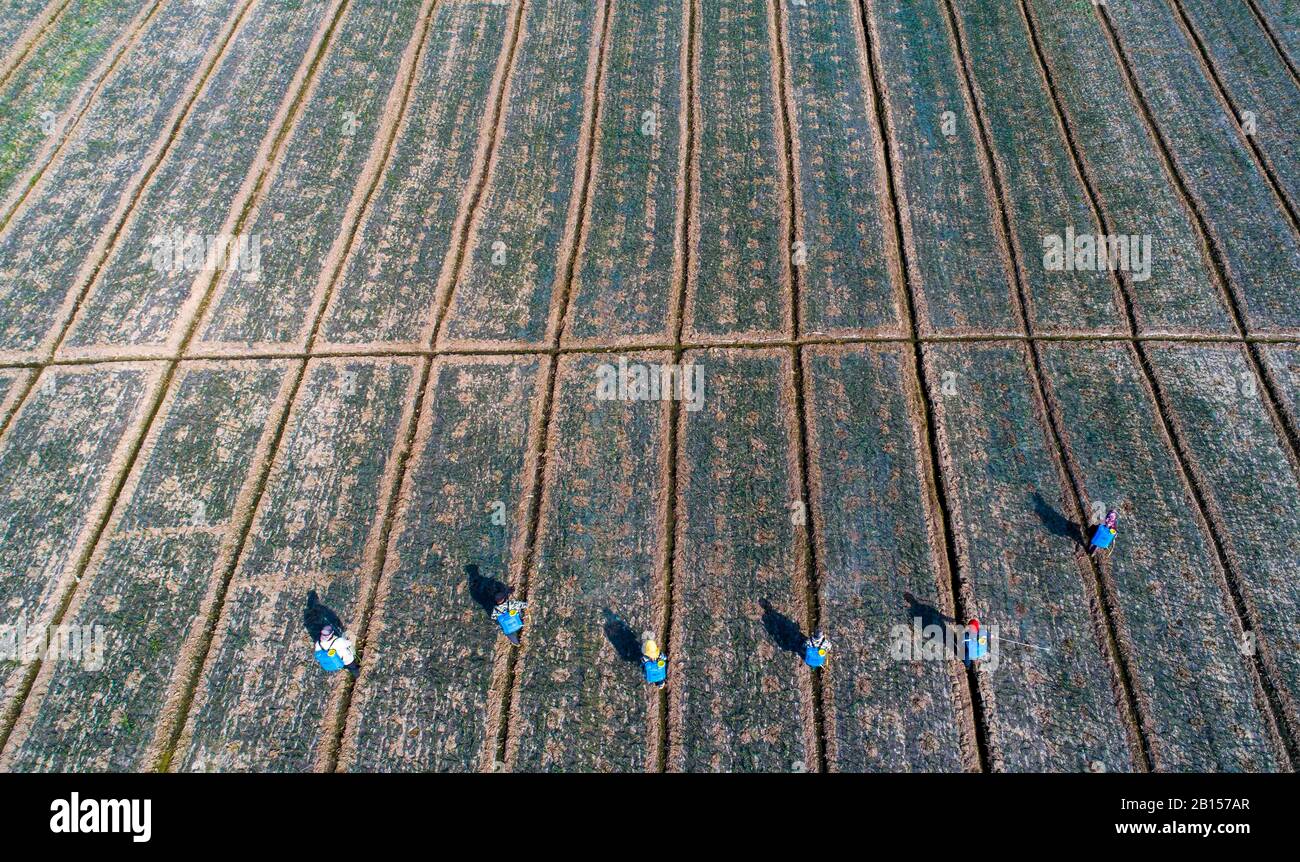 Chinese farmers spray nutritive medium in the onion field during the ...