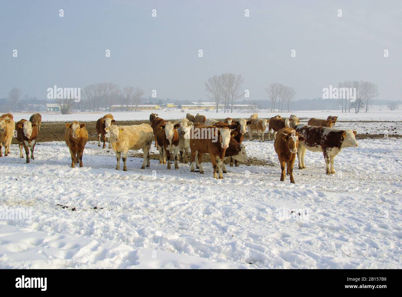 Nutztier rind hi-res stock photography and images - Alamy