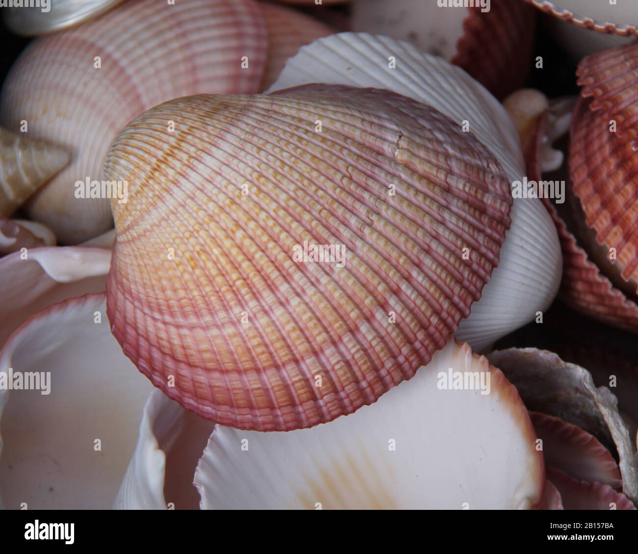 A Background Image of Traditional Coastal Seashells Stock Photo - Alamy