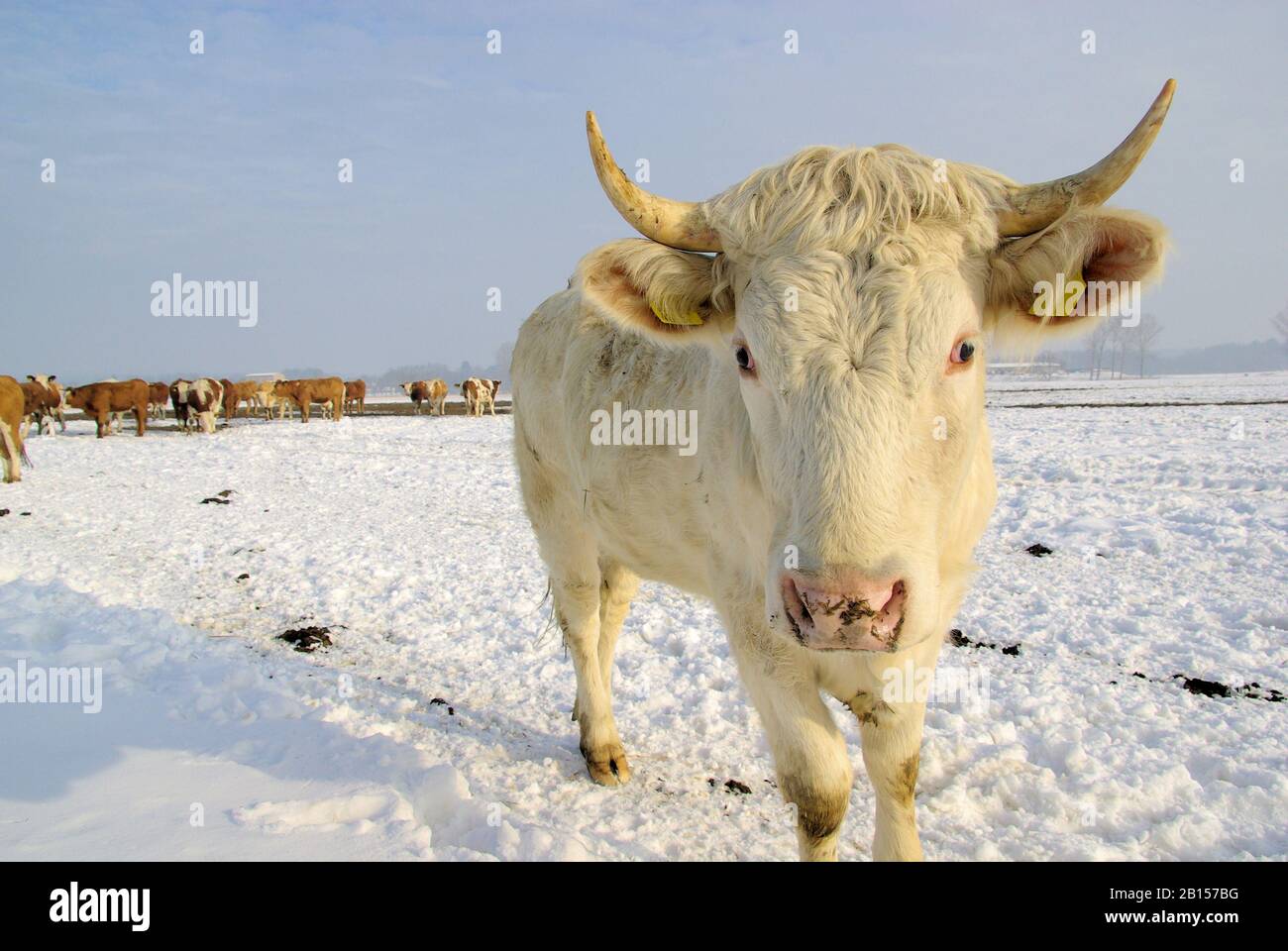 Viehaltung hi-res stock photography and images - Alamy