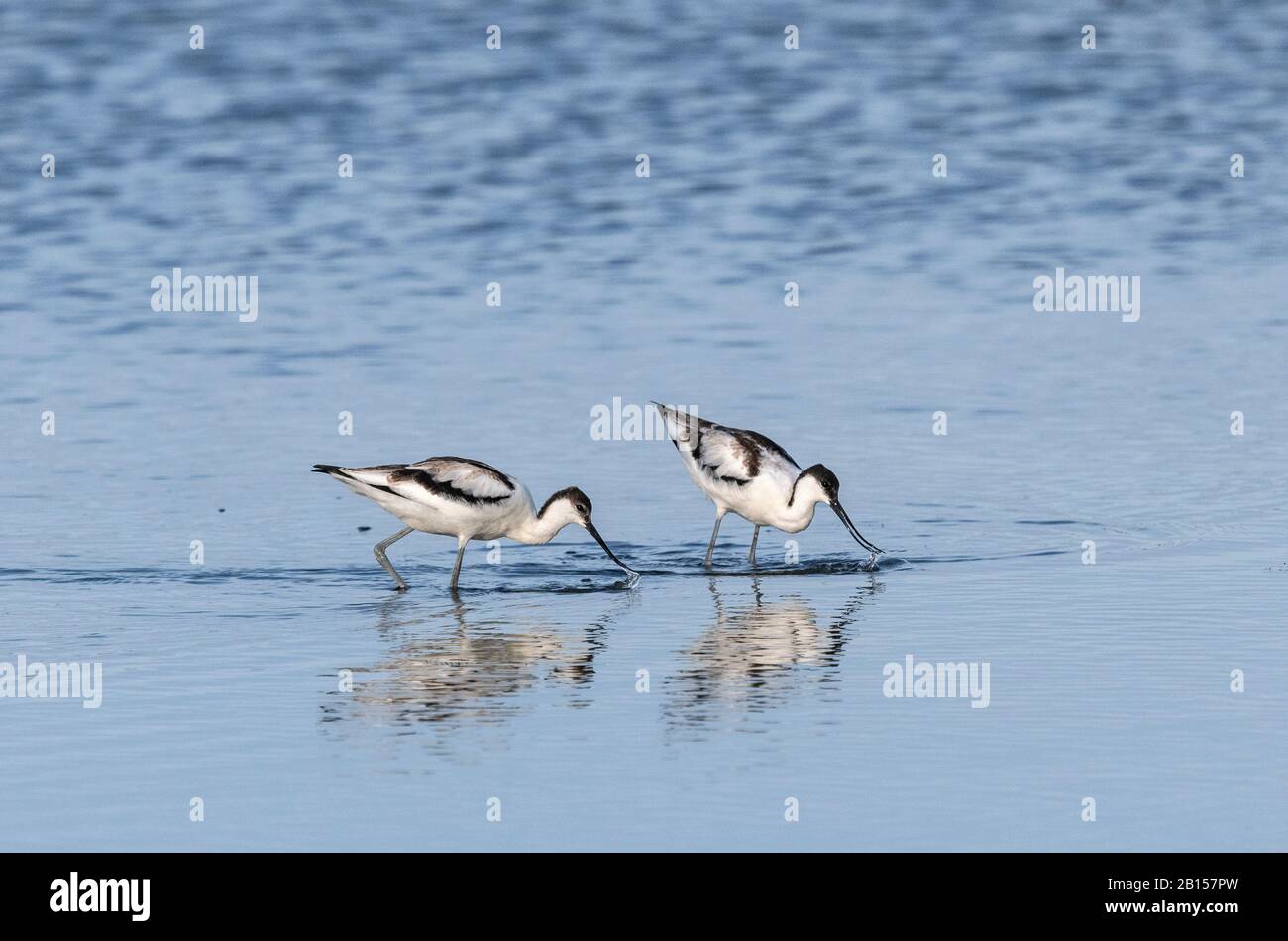 Pair of Avocets, Recurvirostra avosetta, feeding in coastal lagoon ...