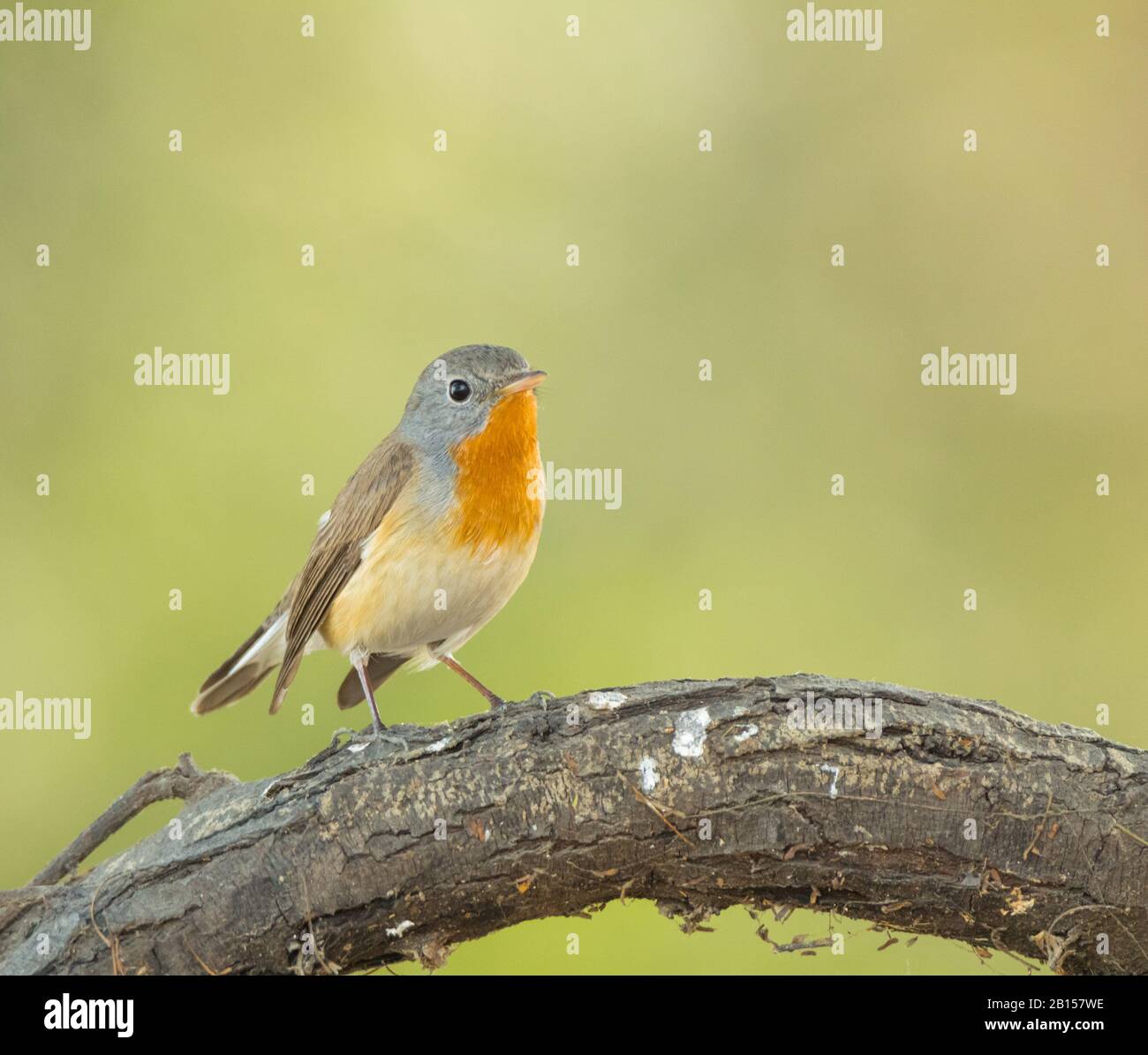 An indian Striped Hyena Stock Photo - Alamy