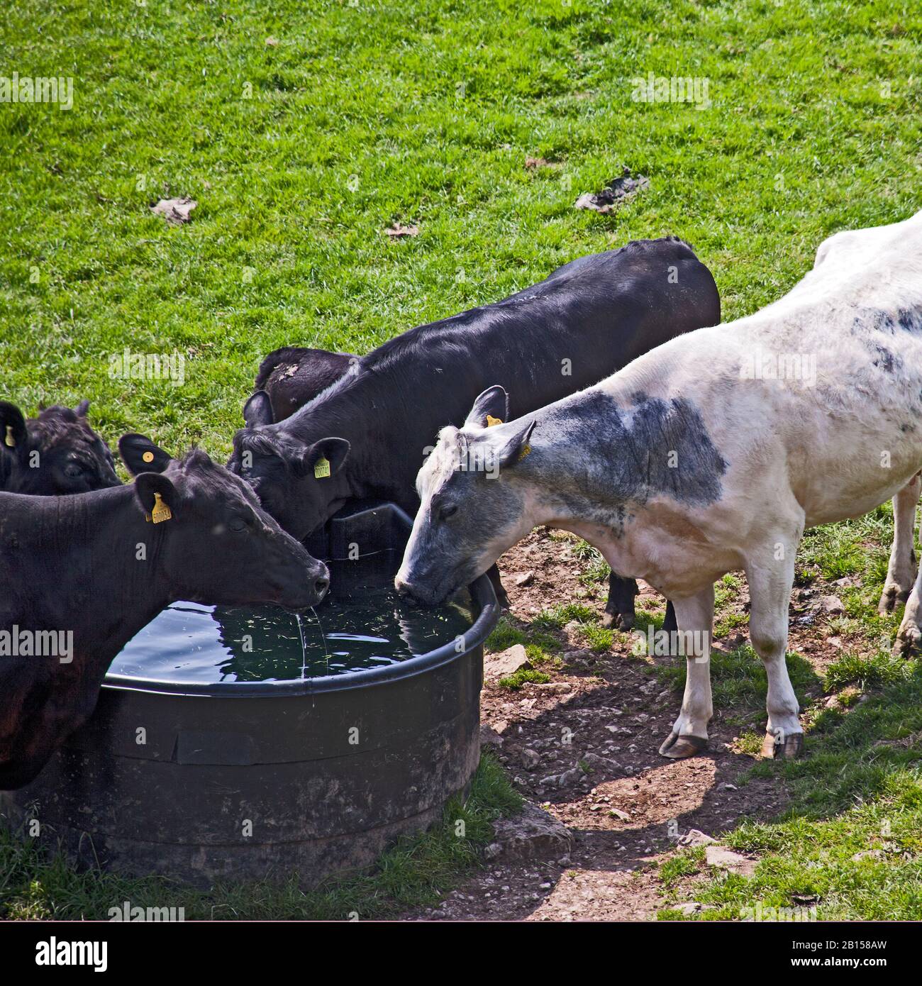 Tank cows hi-res stock photography and images - Alamy