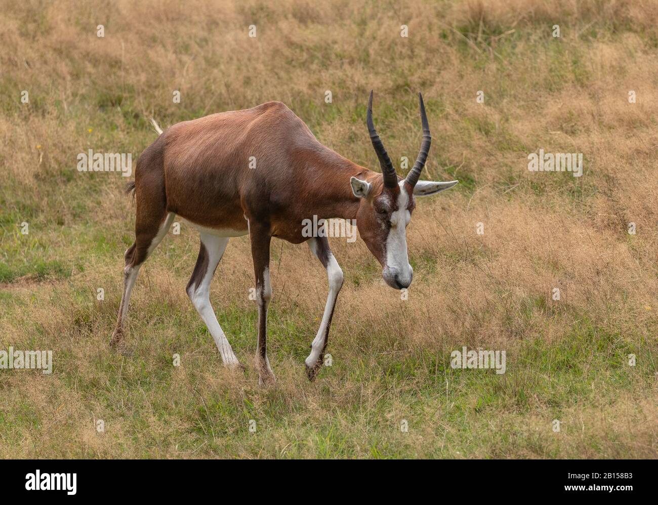 Blesbok, Damaliscus pygargus phillipsi, an antelope endemic to South ...
