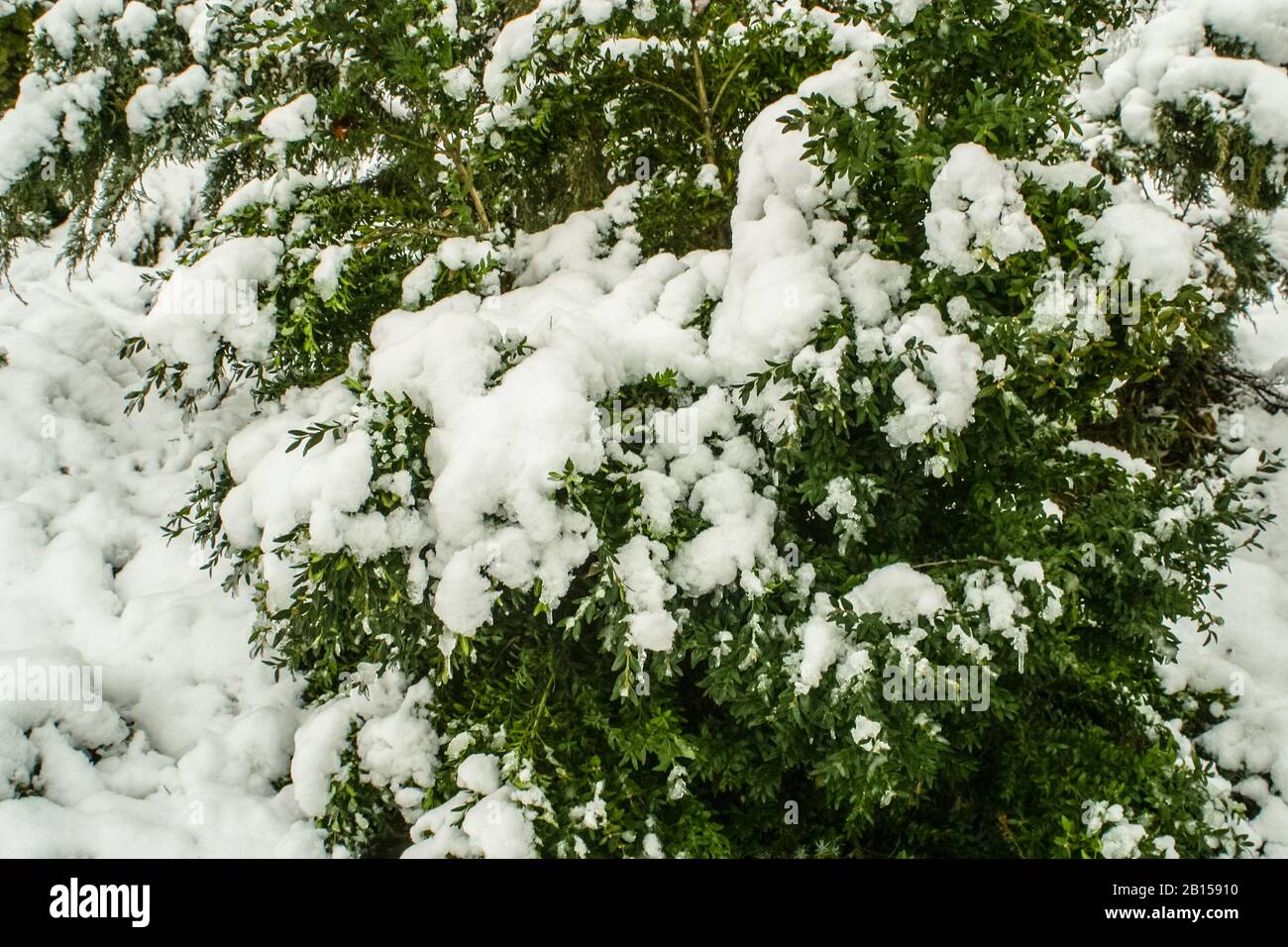Dwarf english boxwood hi-res stock photography and images - Alamy
