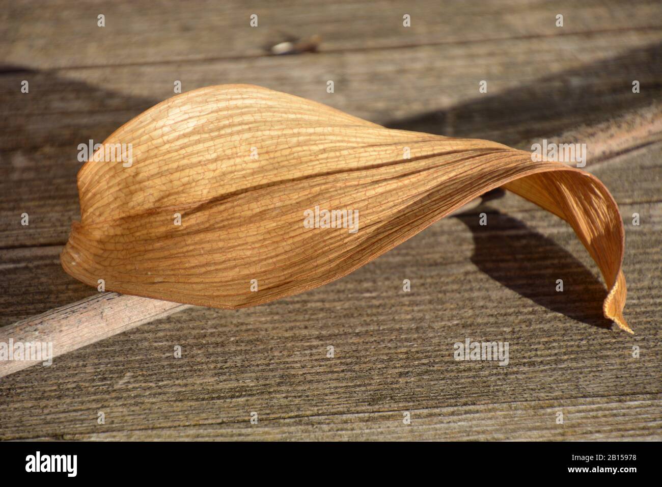 rotten orchid leaf as a symbol of impermanence, dried orchid leaf on ...