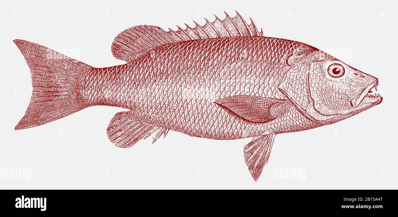 Mangrove or gray snapper, lutjanus griseus, a fish from the atlantic in ...