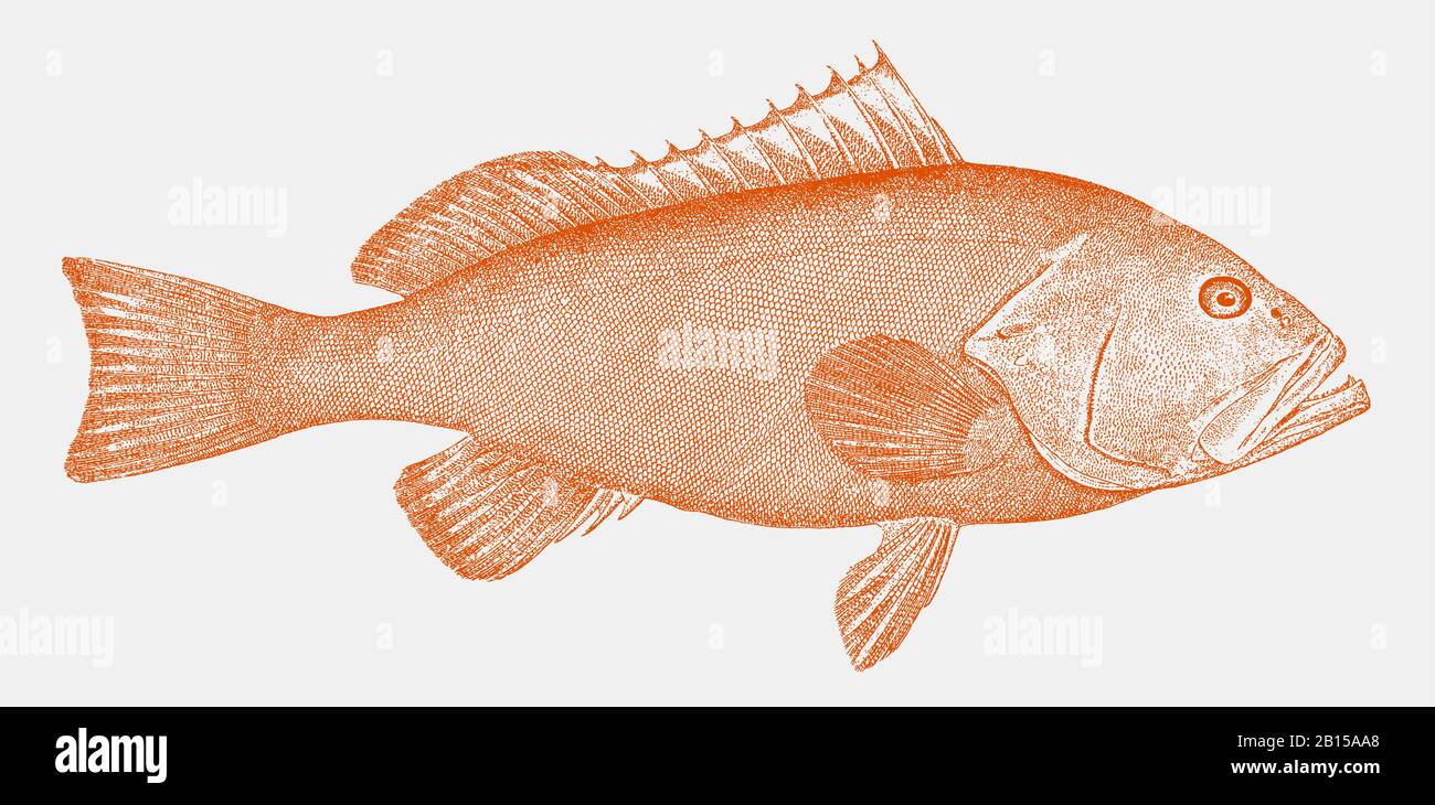 Epinephelus morio fish Stock Vector Images - Alamy