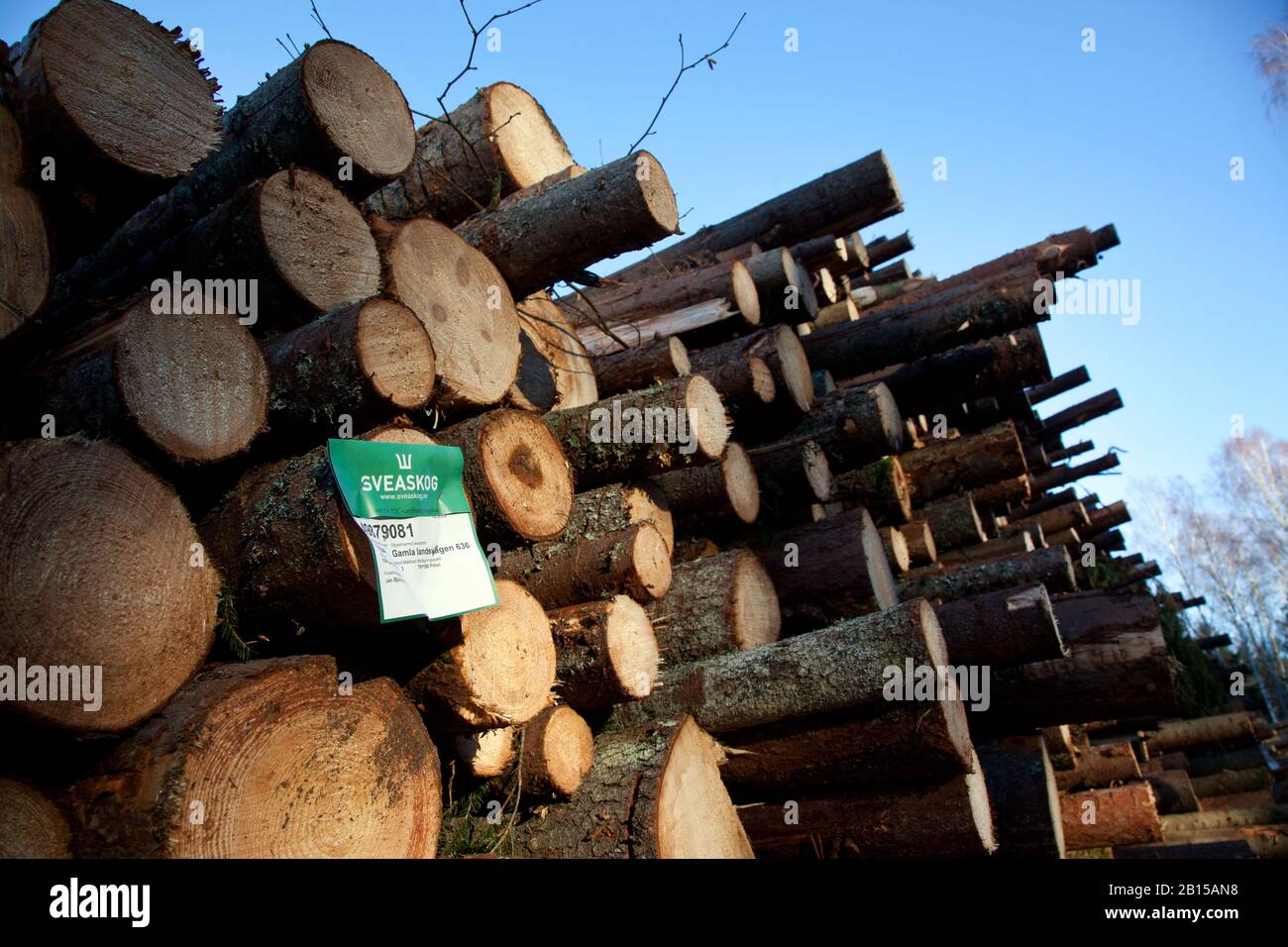 Pulpwood hi-res stock photography and images - Alamy
