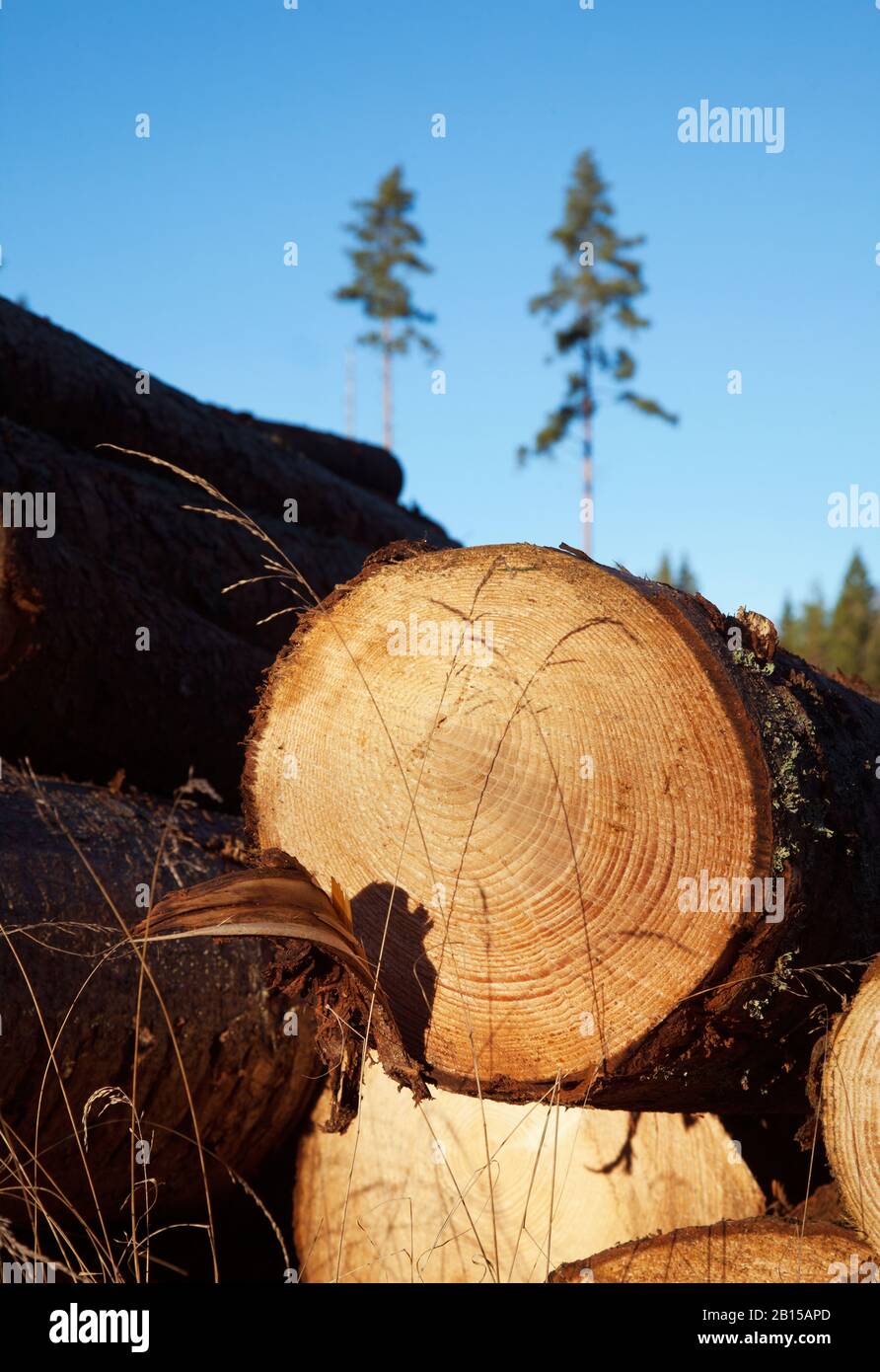 Pulpwood hi-res stock photography and images - Alamy