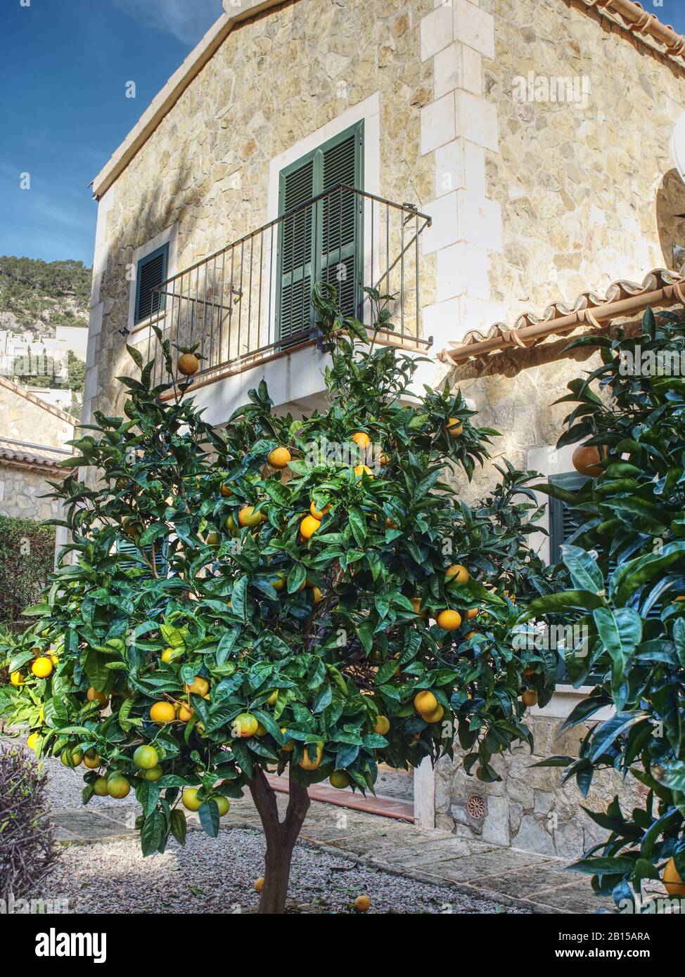 Orange tree in front of mediterranean house. Closed green window ...