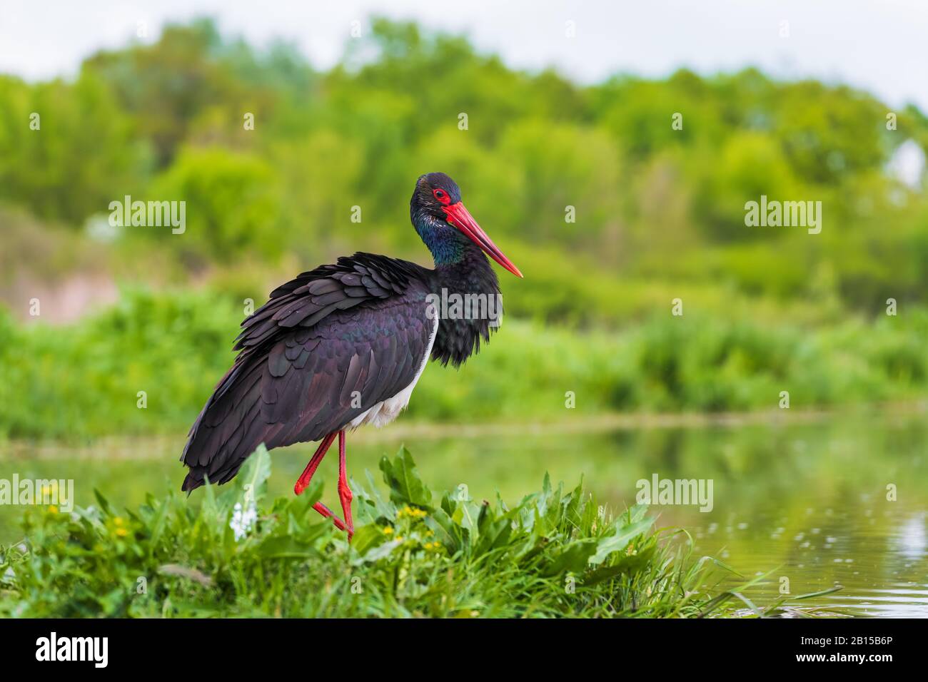 Black Stork - Ciconia nigra, beautiful iconic water bird from European ...