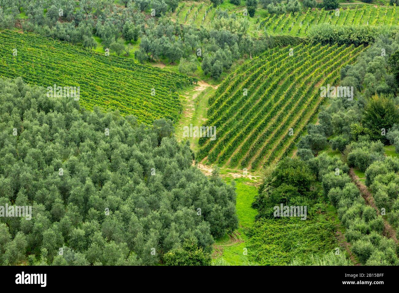 Green olives vine hi-res stock photography and images - Alamy