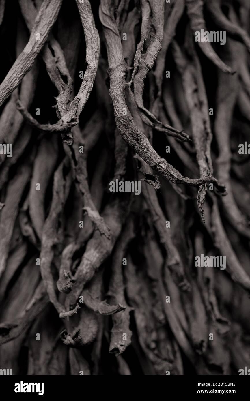 Close detail of ropes the dry withered and twisted, thorny serrated ...