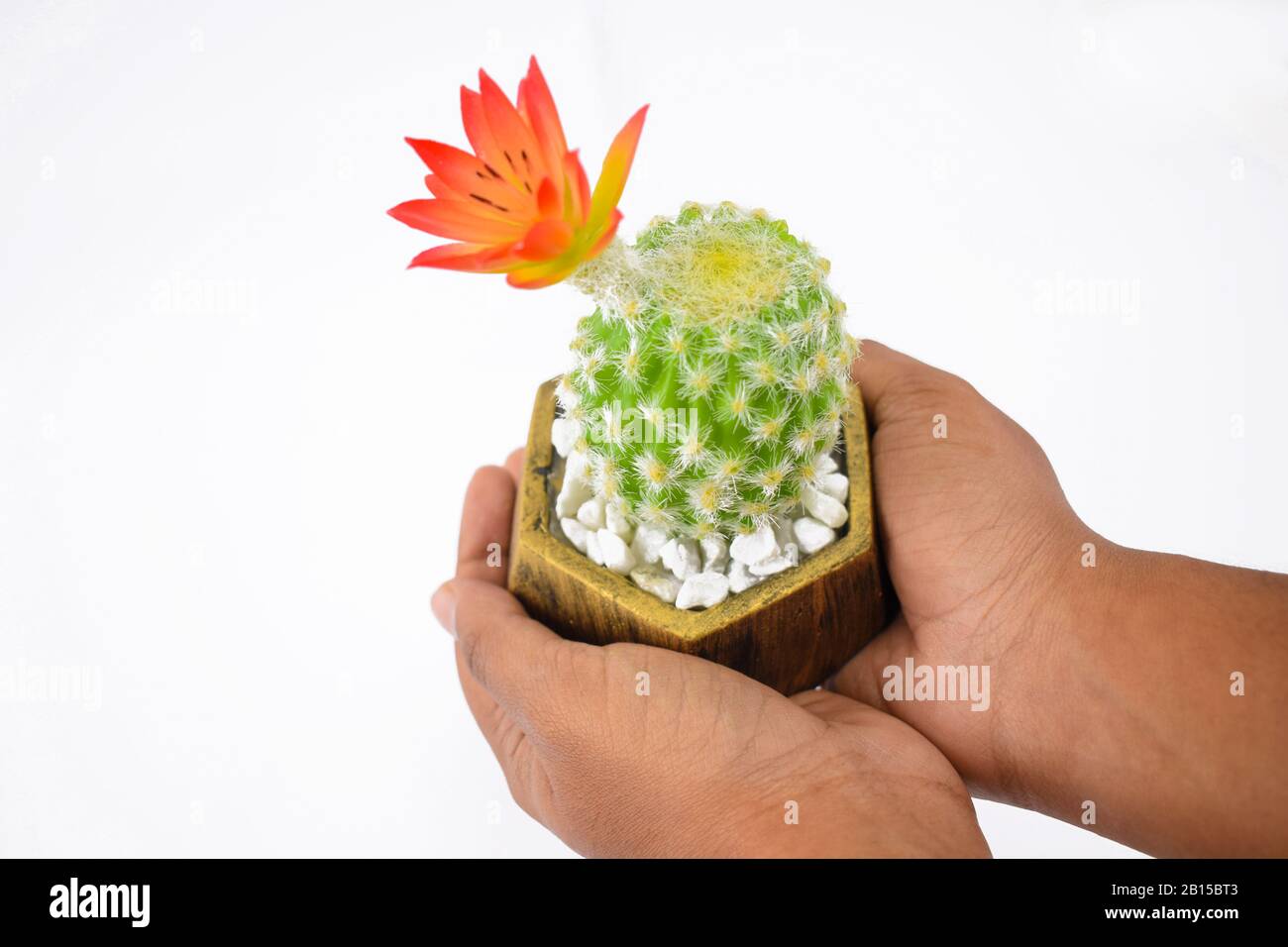 Fresh green miniature cactus tree gently held by a random person over ...