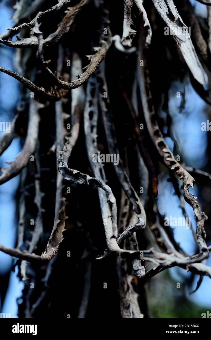 Close detail of ropes the dry withered and twisted, thorny serrated ...