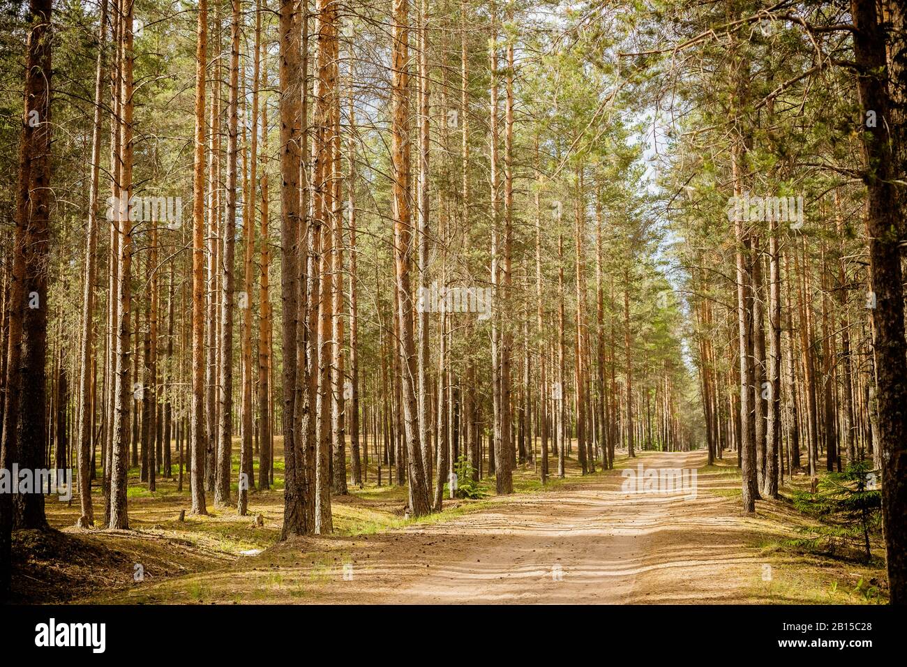 Forest path sunlight scene. Deep forest trail view. Forest trail ...