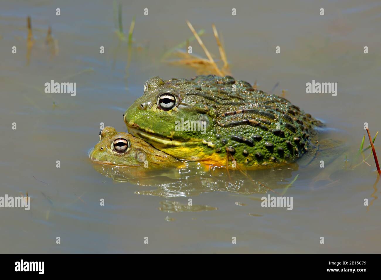 A pair of mating African giant bullfrogs (Pyxicephalus adspersus) in ...
