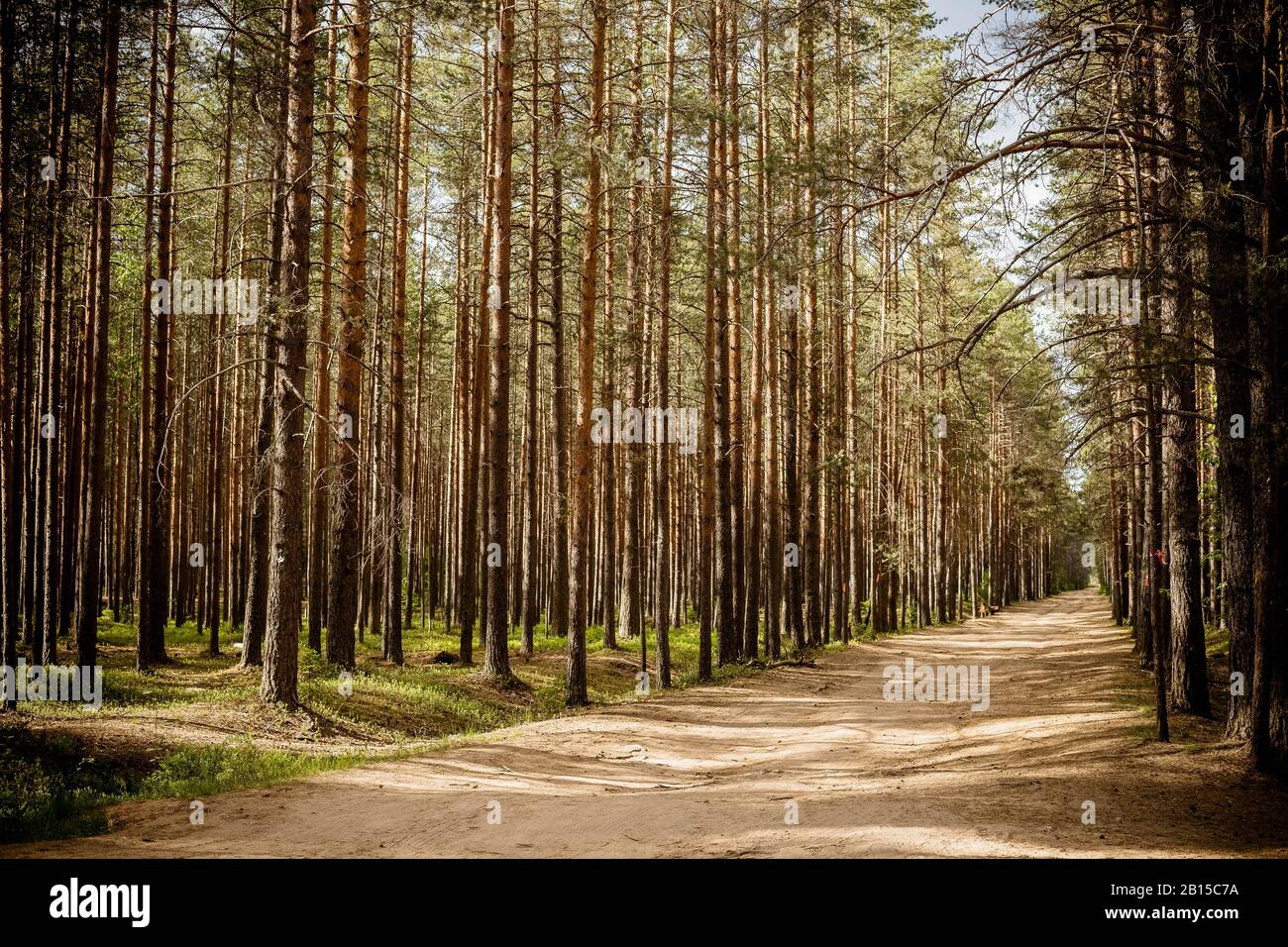 Forest path sunlight scene. Deep forest trail view. Forest trail ...