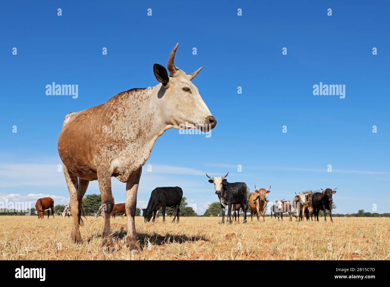Nguni cow - indigenous cattle breed of South Africa - on rural farm ...