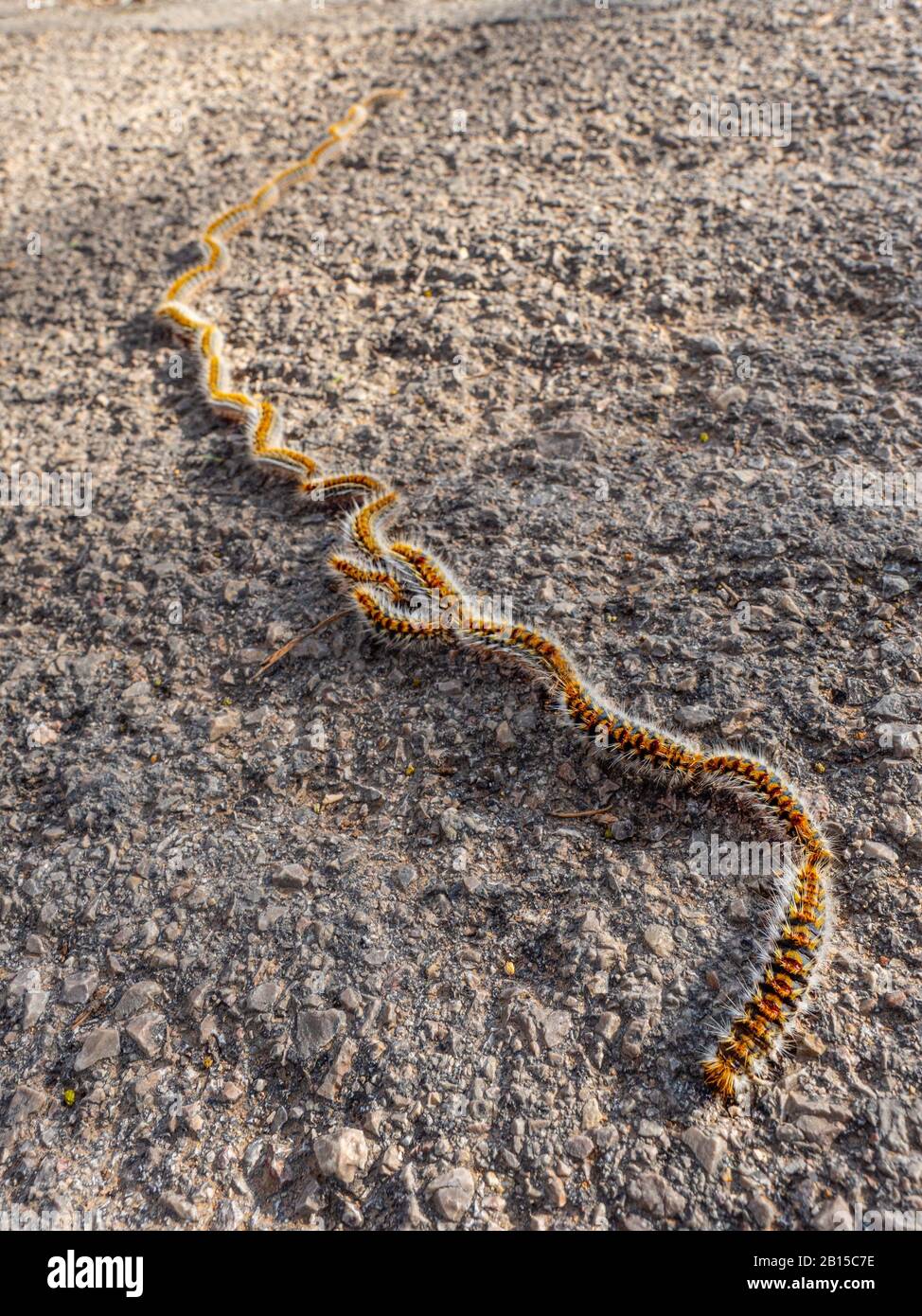 Swam moth caterpillar hi-res stock photography and images - Alamy