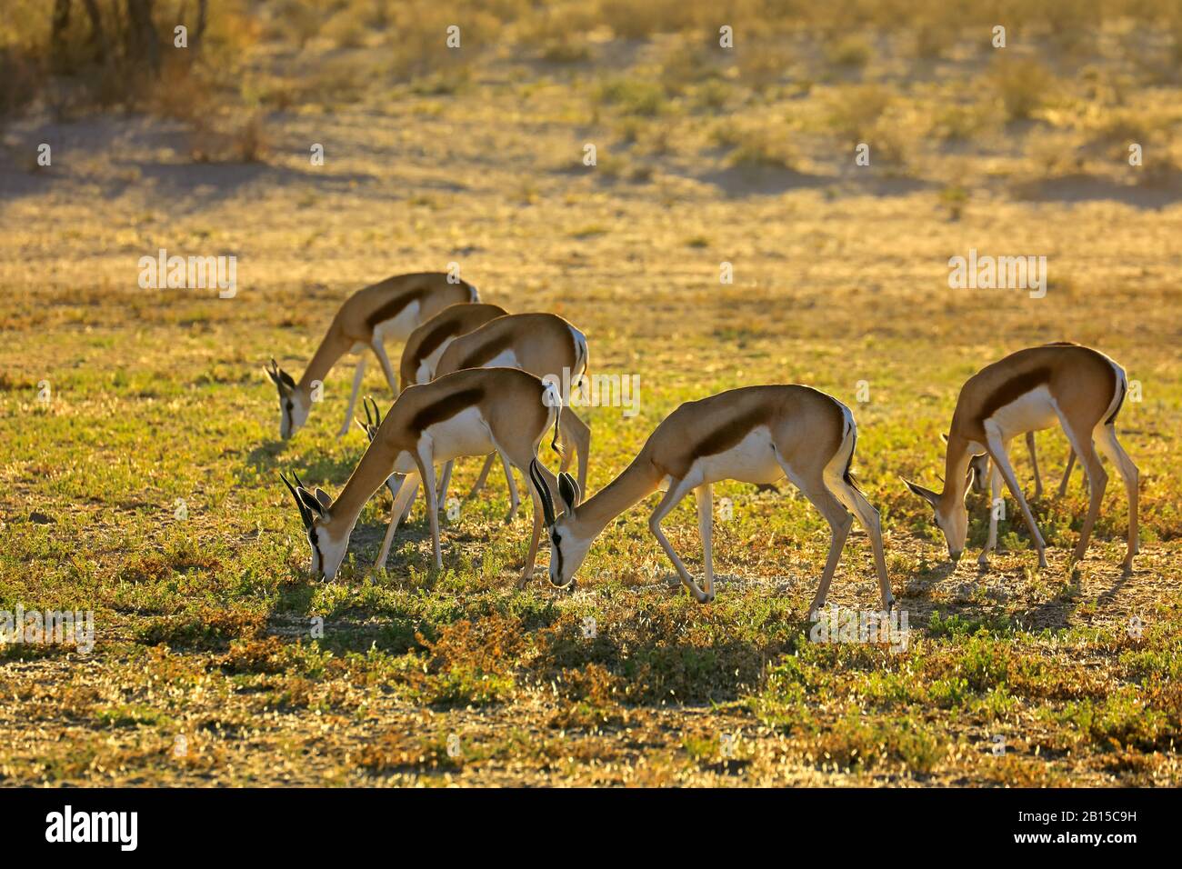 Springbok antelopes (Antidorcas marsupialis) grazing early morning ...