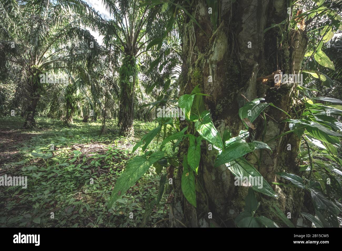 Tropical rain forest. Jungle old green tree in Costa Rica Stock Photo ...