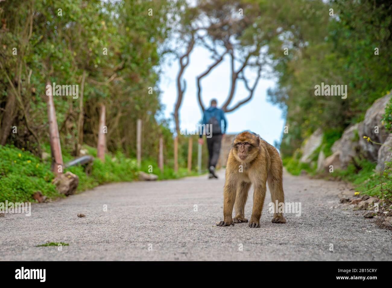 Monkeys guard territorium on hiking trail in tropical forest. Macaca ...