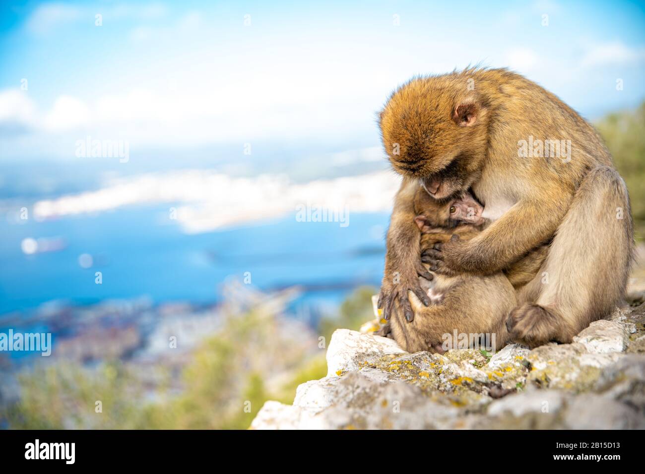 female monkey breastfeeding her young Stock Photo - Alamy