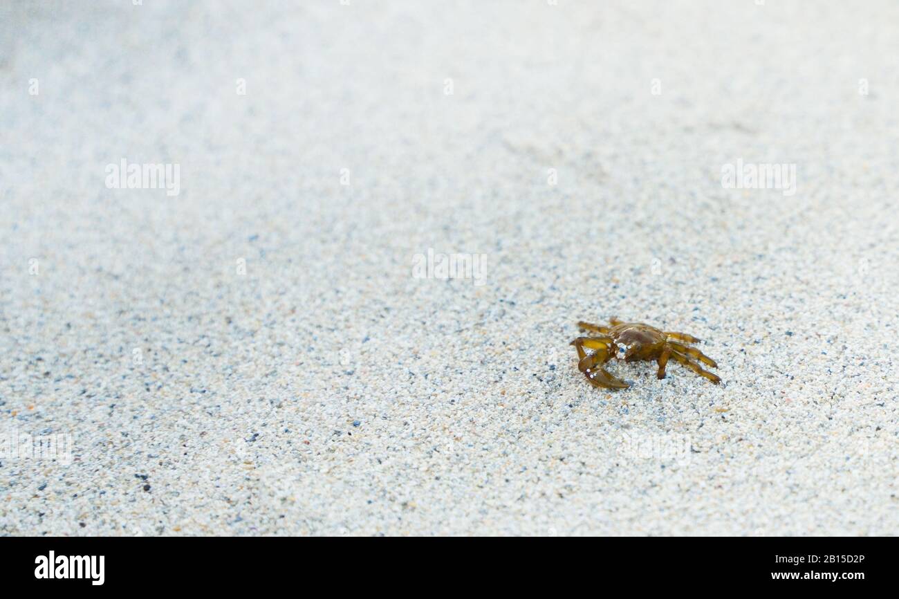 Small crab with one claw on white sand by the sea Stock Photo - Alamy