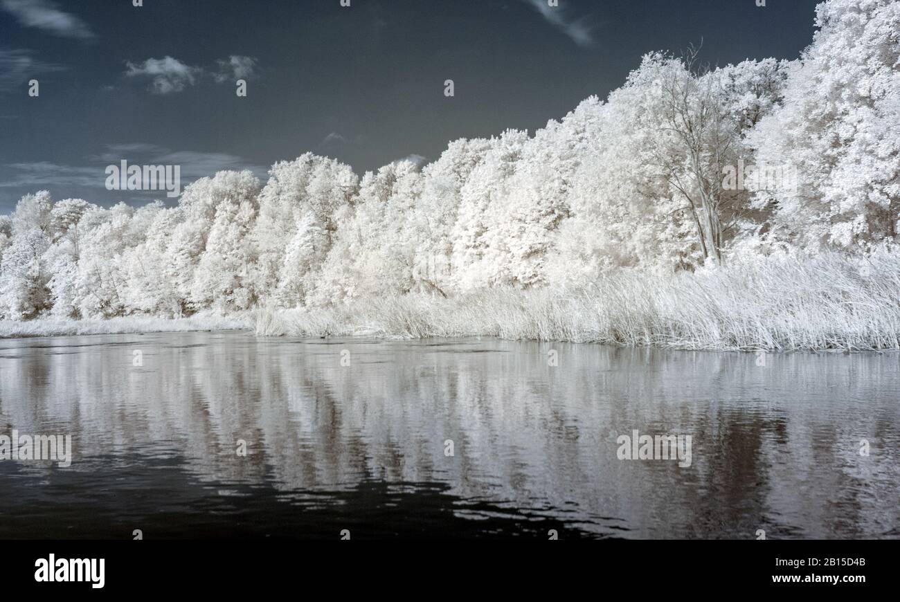 infrared photo: river landscape and amazing beautiful trees and ...