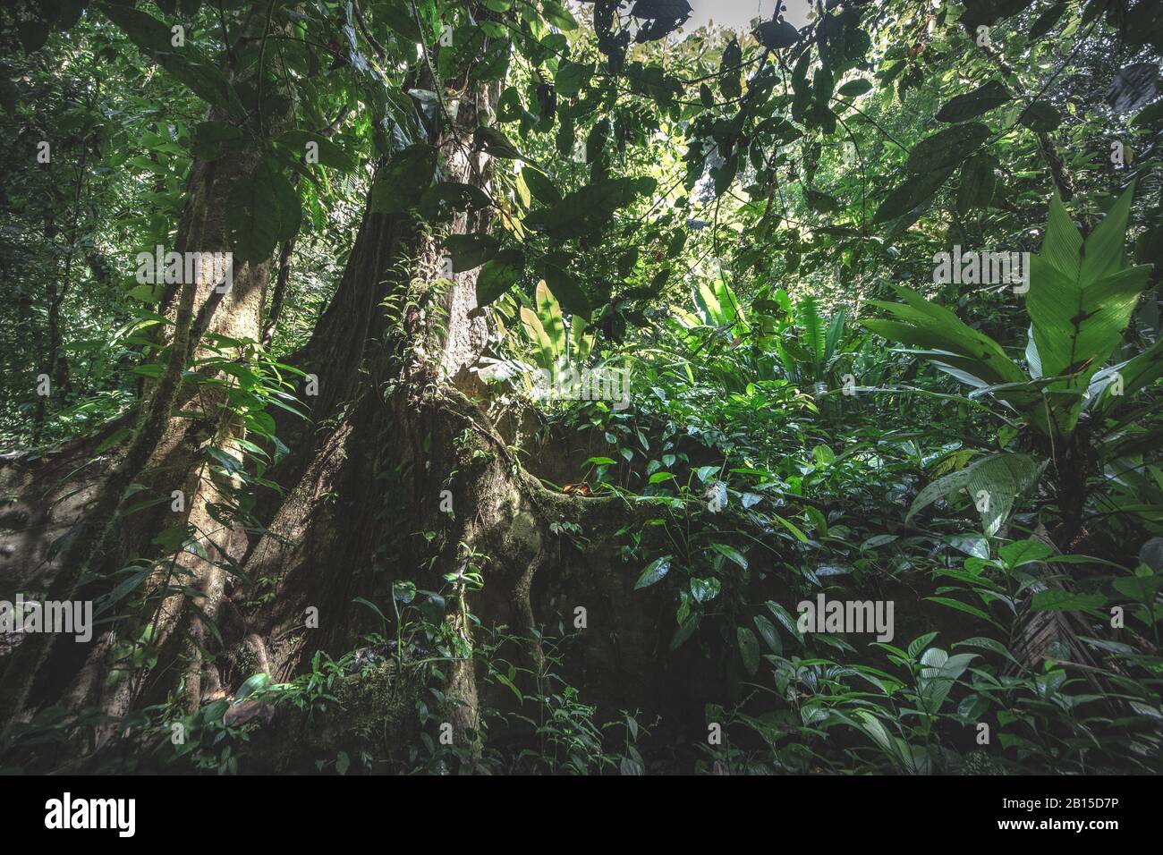 Jungle forest trees. nature green wood backgrounds Stock Photo - Alamy