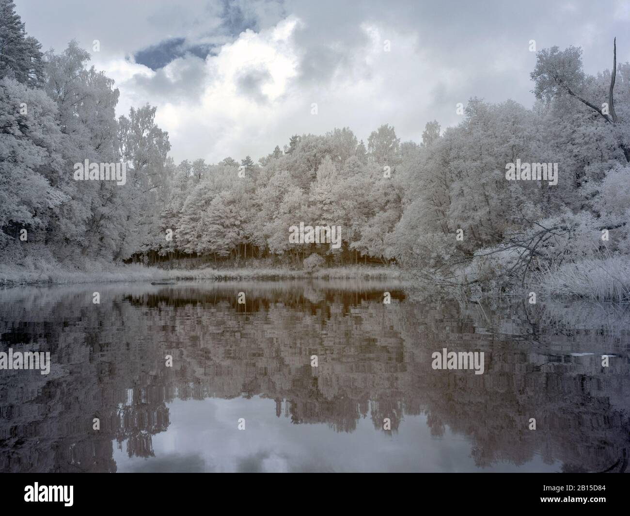 infrared photo: river landscape and amazing beautiful trees and ...