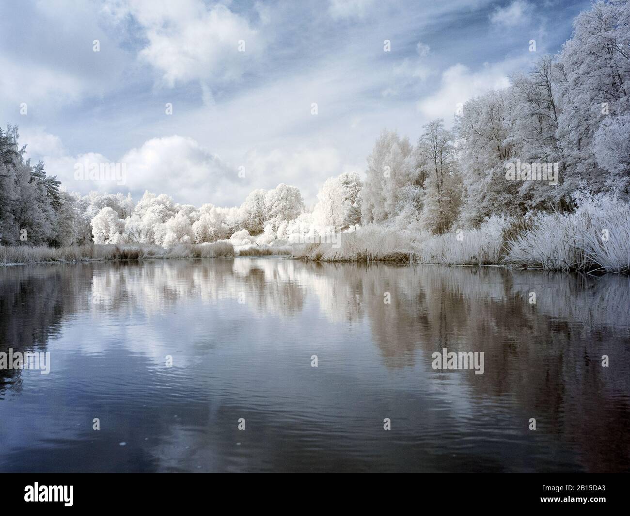 infrared photo: river landscape and amazing beautiful trees and ...