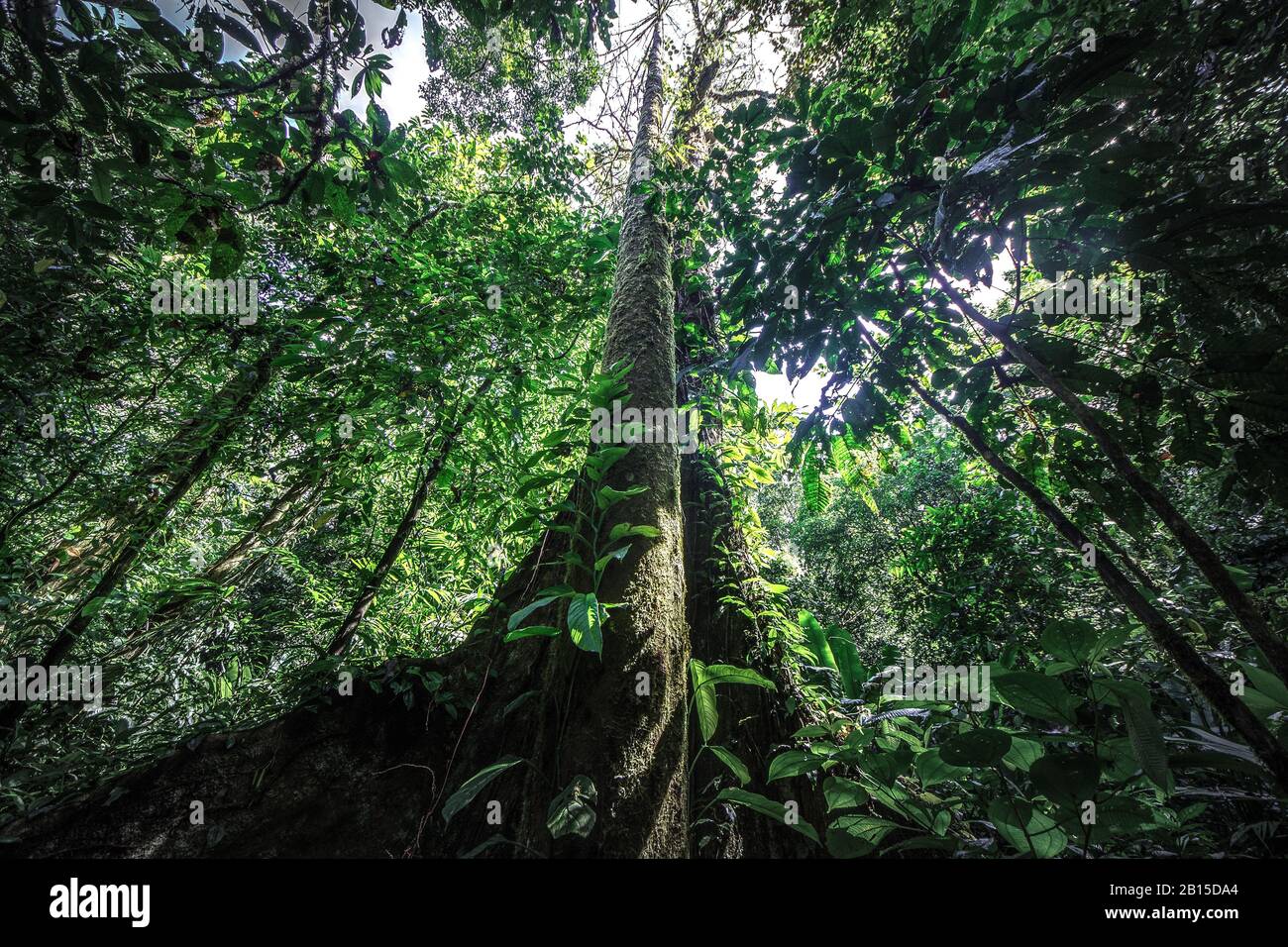 Tropical rain forest. Jungle old green tree in Costa Rica Stock Photo ...