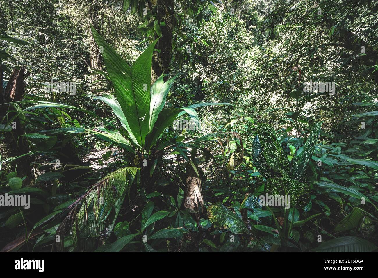 Jungle forest trees. nature green wood backgrounds Stock Photo - Alamy