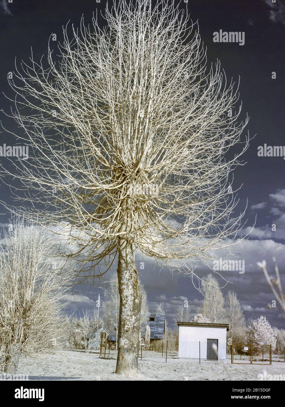 picture of a white tree, our world and plants in the infrared camera ...