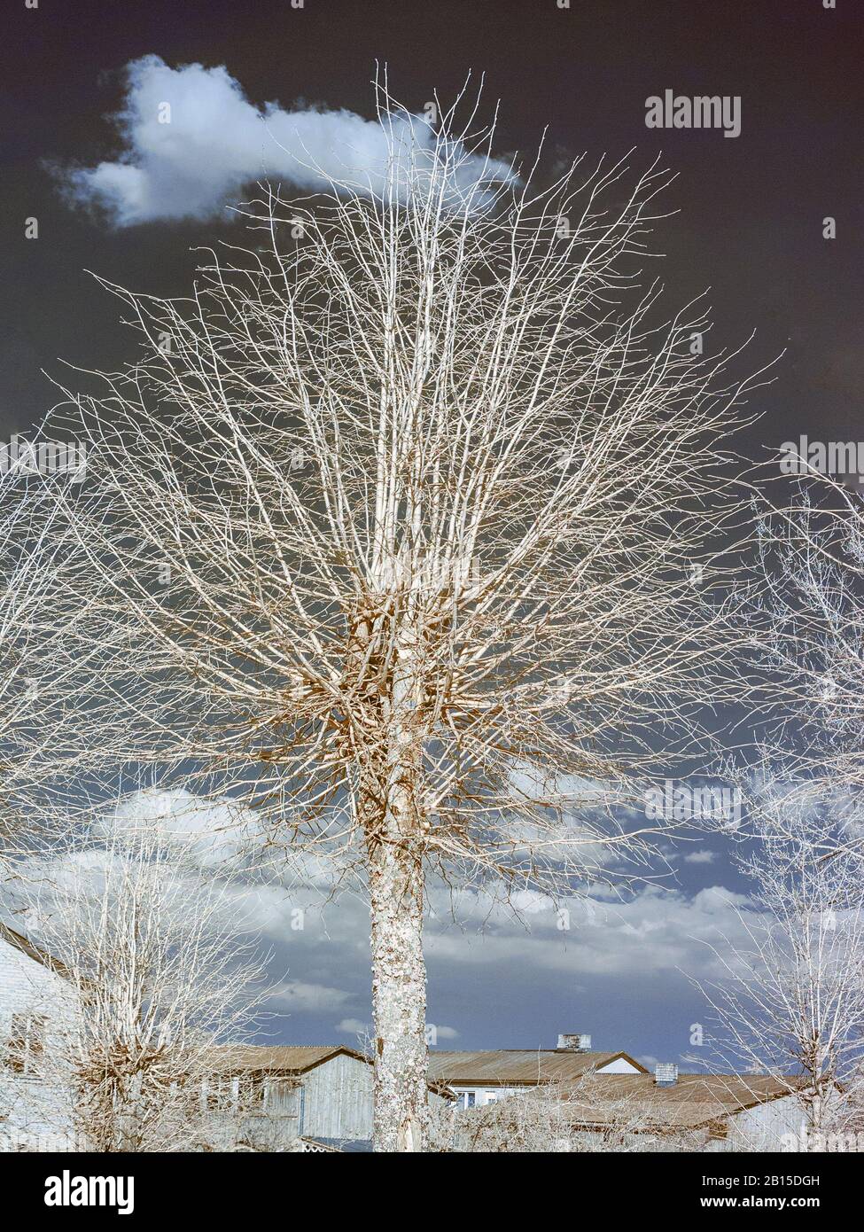 picture of a white tree, our world and plants in the infrared camera ...