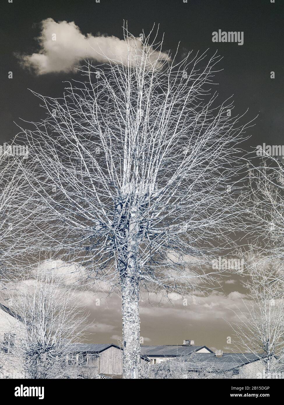 picture of a white tree, our world and plants in the infrared camera ...