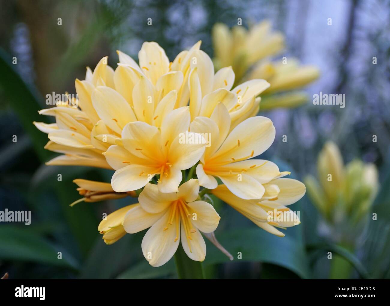 Beautiful light yellow color of Clivia tropical flowers Stock Photo - Alamy