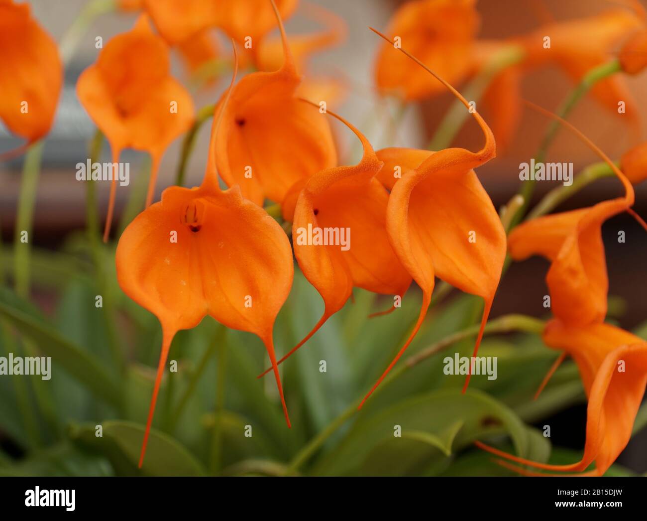 Beautiful tiny miniature orchid of Masdevallia Southern Sun Stock Photo ...