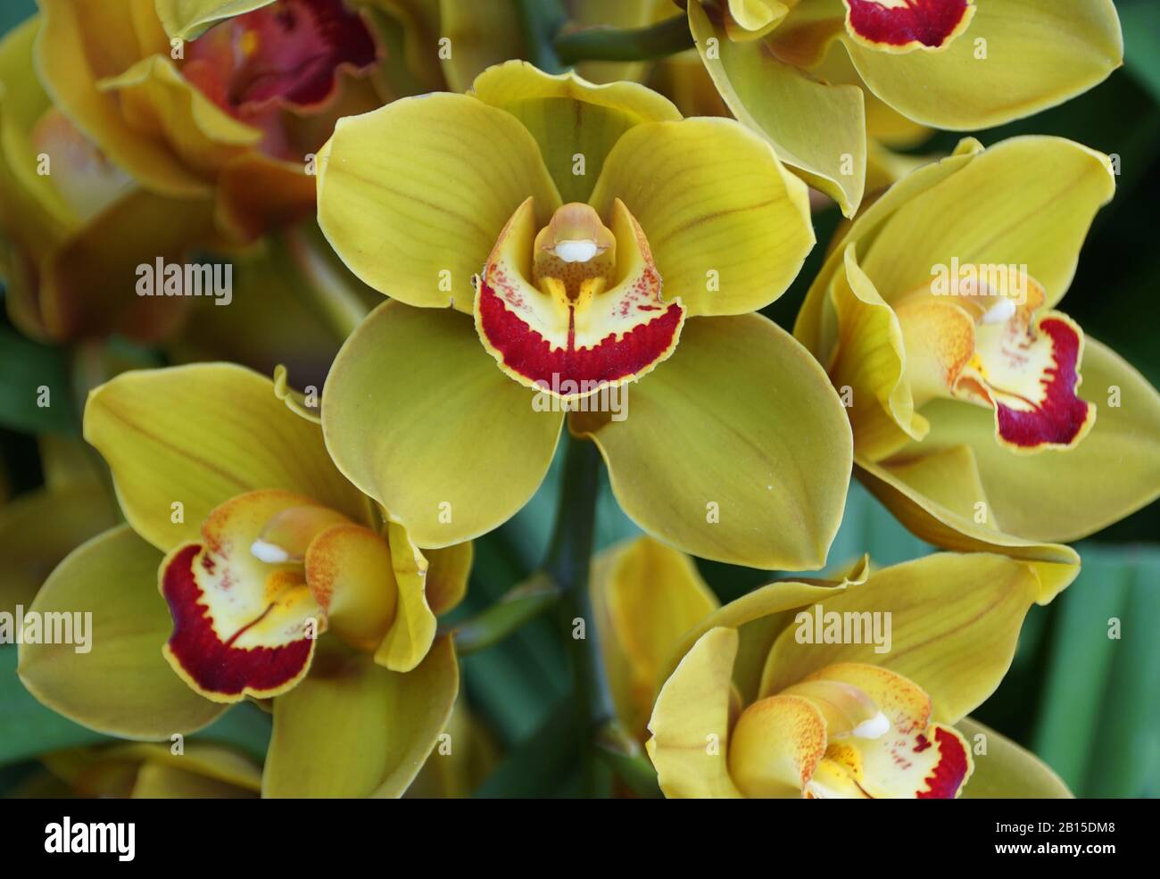 Beautiful yellow and red cymbidium orchid flowers Stock Photo - Alamy