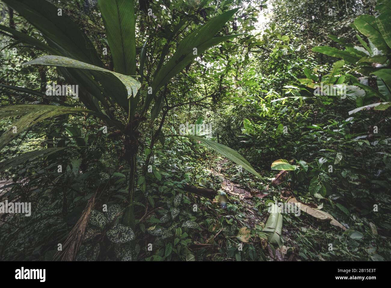 Tropical rain forest. Jungle old green tree in Costa Rica Stock Photo ...